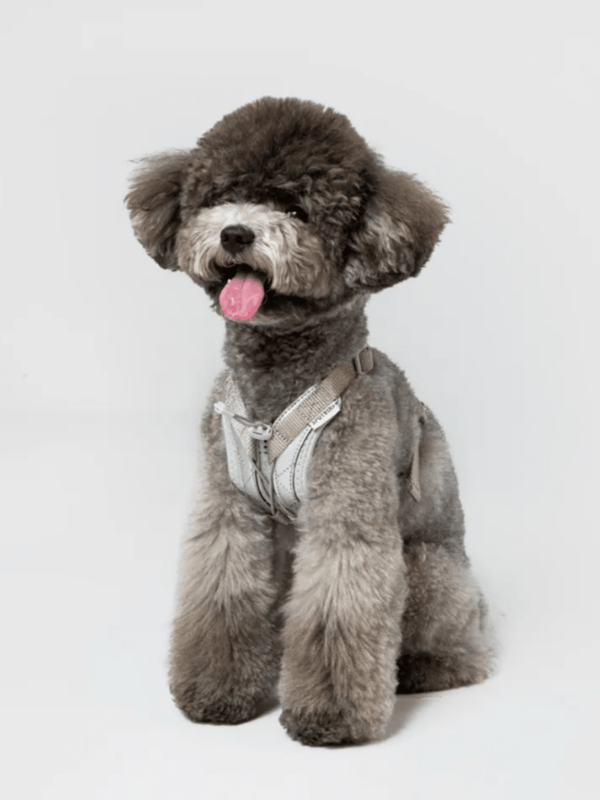 Sputnik | Ultra Explore 終極探索緩衝機能胸背帶｜專為活躍寵物設計，提供卓越舒適與安全，適合各種戶外活動！ – RUFF & FETCH