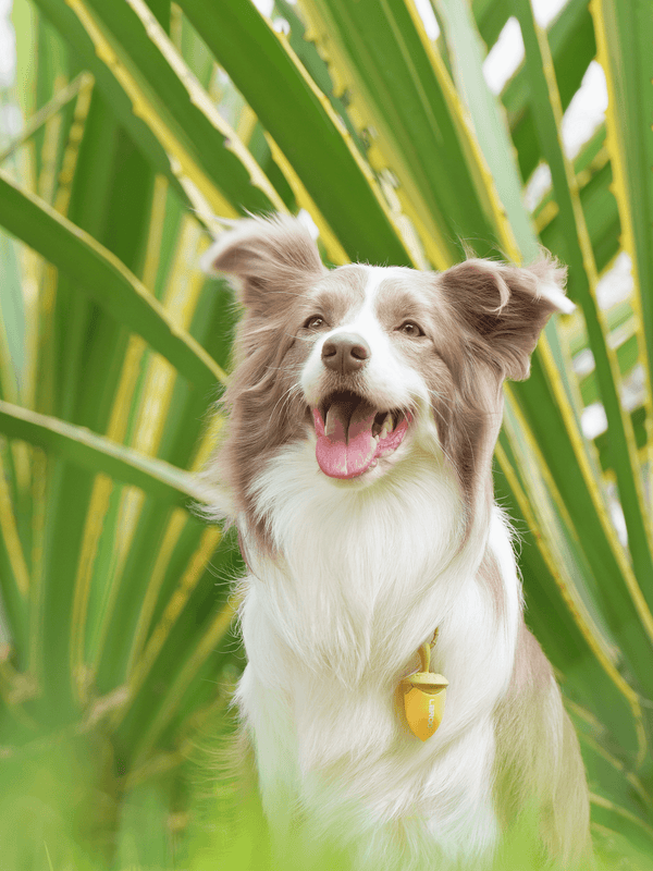 LaRoo 榛子發光吊墜｜適合所有犬種 矽膠材質耐用 Type-C充電設計！ RUFF & FETCH
