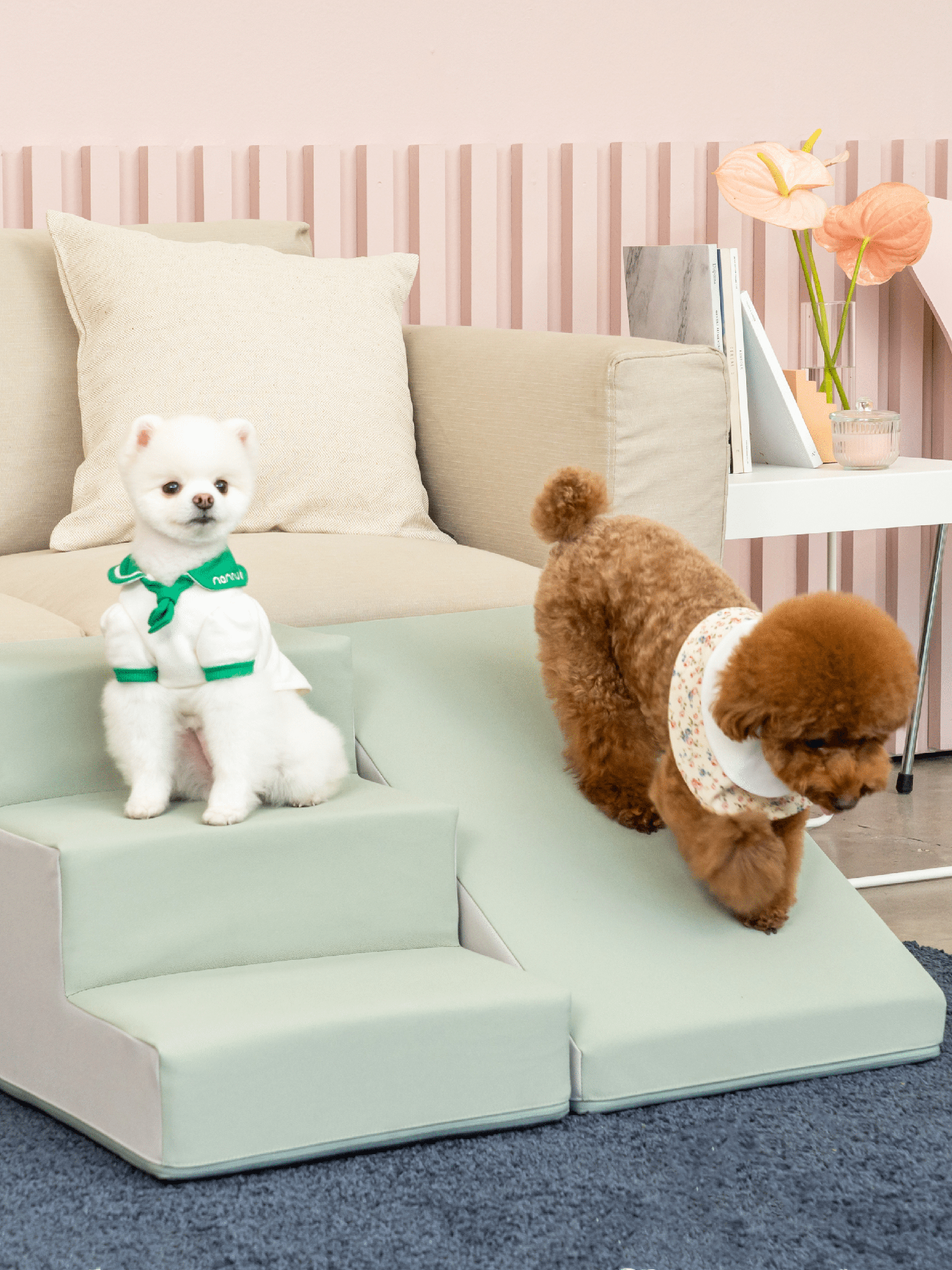 Pupping | 防滑寵物斜坡 – RUFF & FETCH